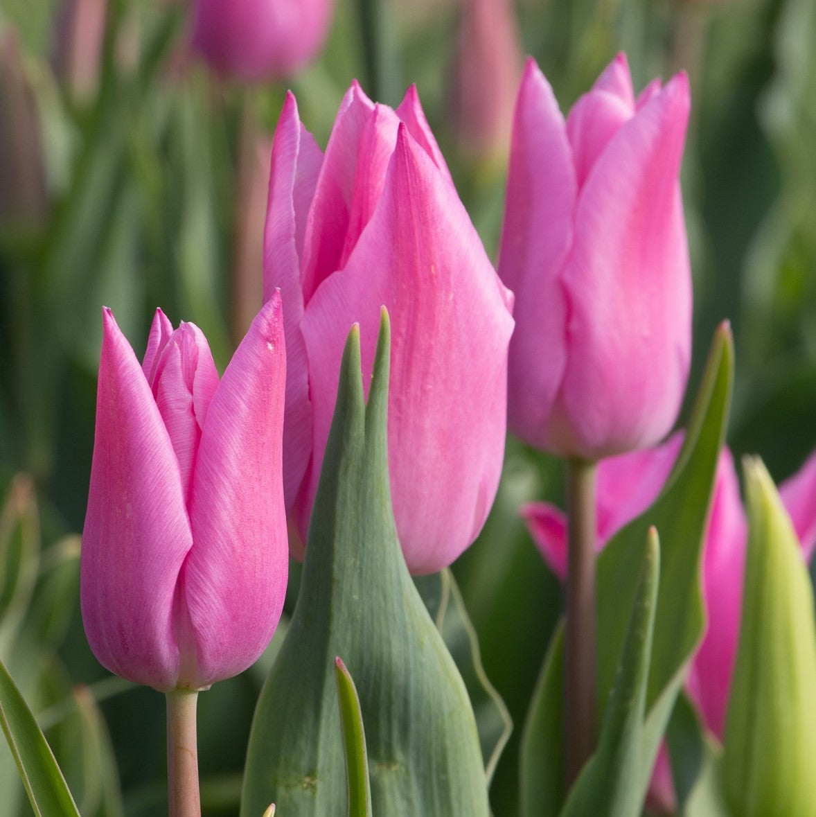 Tulip - Lily – Humphreys Garden