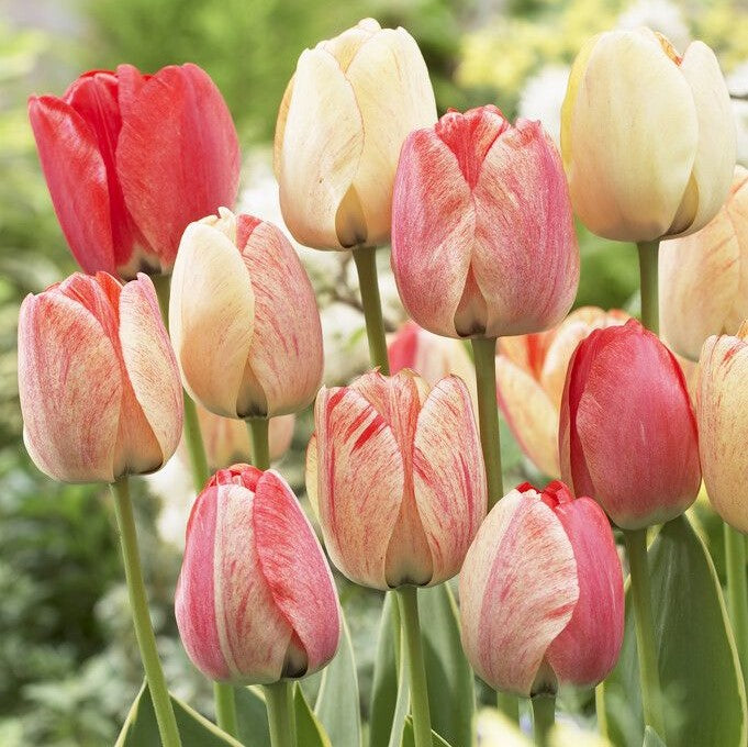 All our Tulips – Humphreys Garden