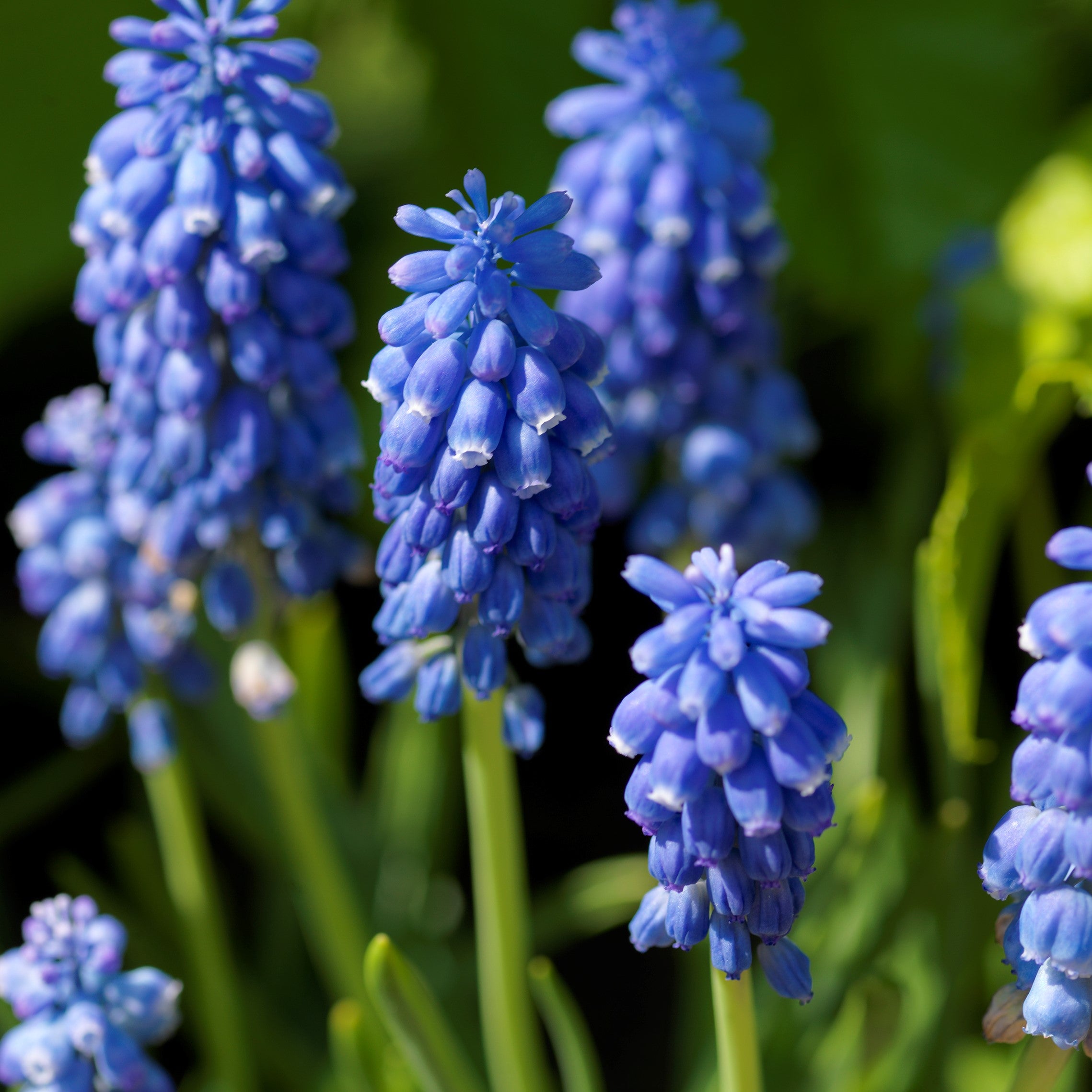 Muscari – Humphreys Garden