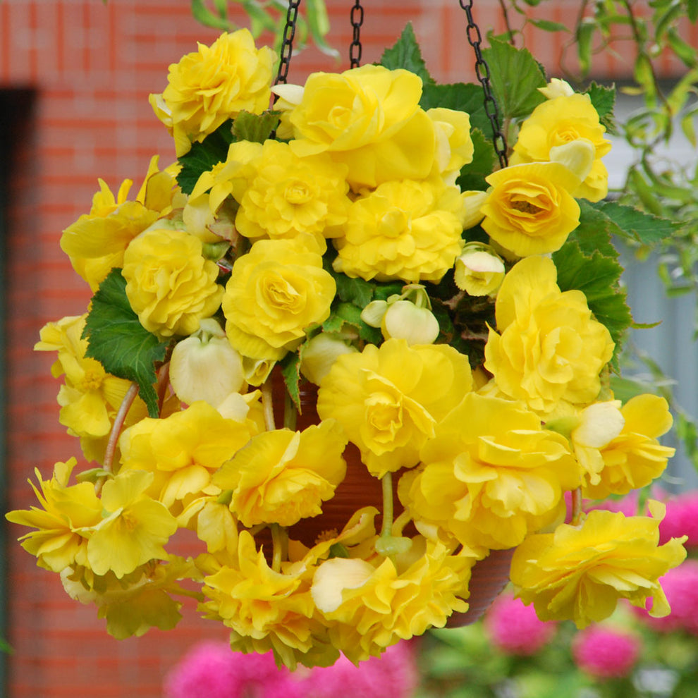 Pendula Begonia - Yellow – Humphreys Garden