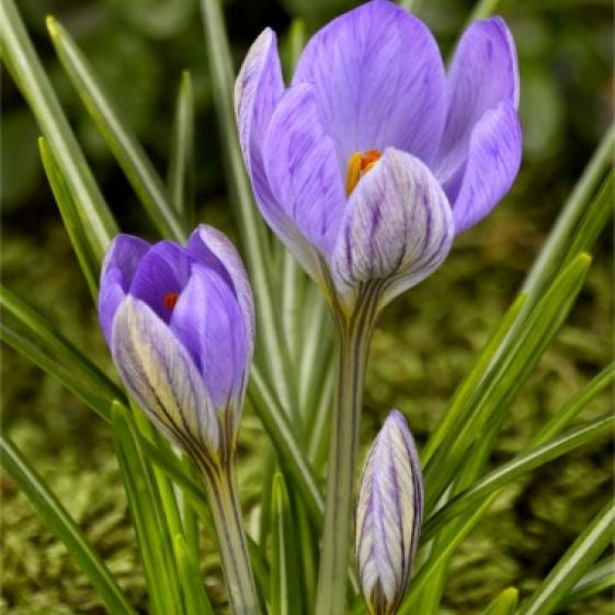 Crocus – Humphreys Garden