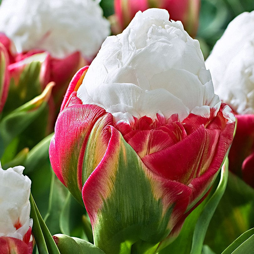 Tulip - Ice Cream – Humphreys Garden