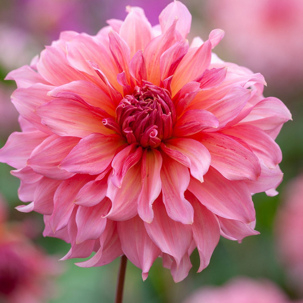 Dahlia Decorative Dinner Plate - Islander – Humphreys Garden