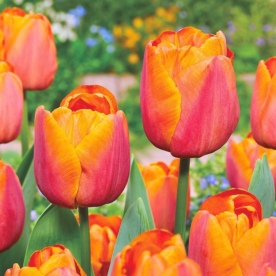 All our Tulips – Page 2 – Humphreys Garden