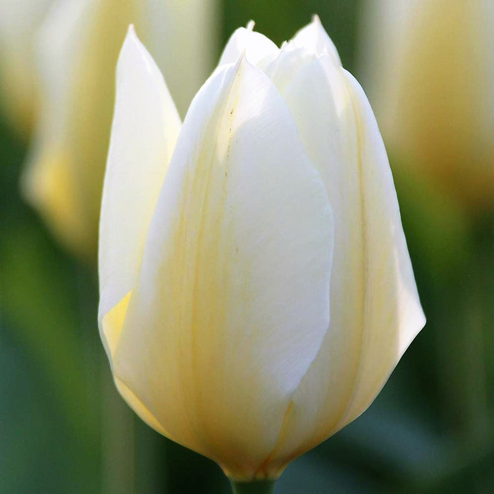 Tulip - Purissima – Humphreys Garden
