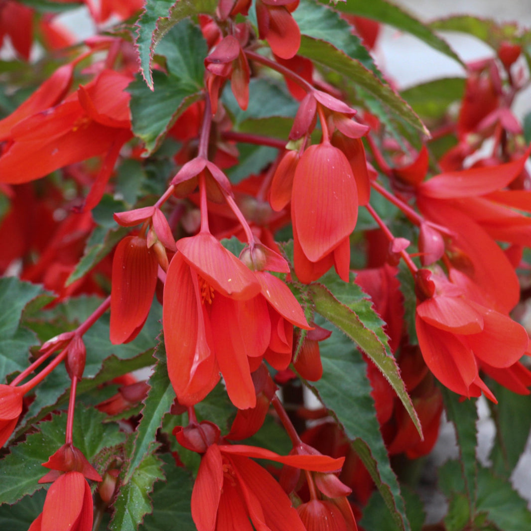 Begonia – Humphreys Garden