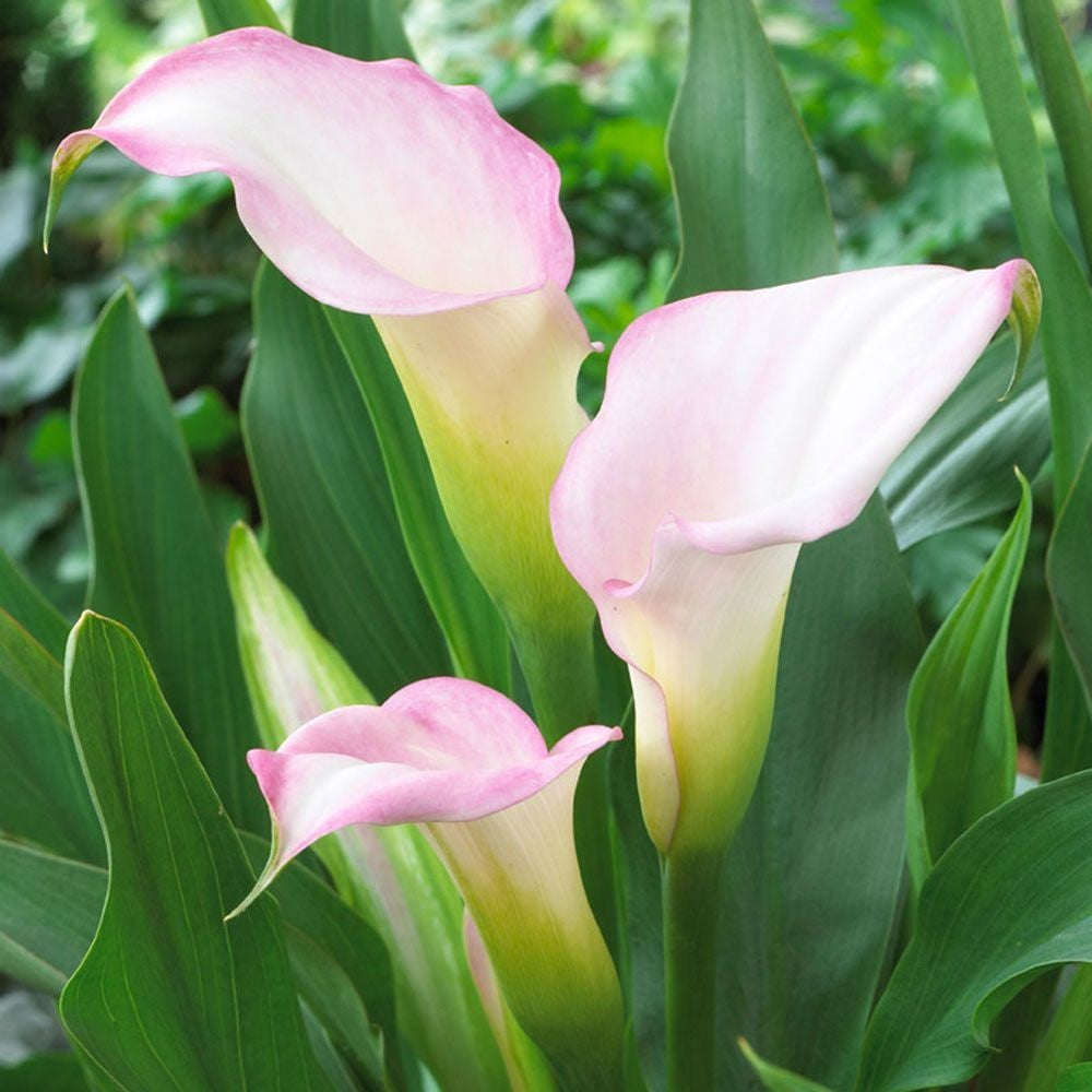 Zantedeschia - Crystal Blush – Humphreys Garden