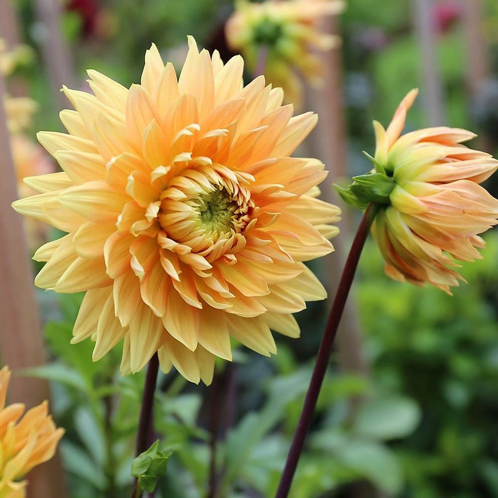 Noordwijks Glorie Dinnerplate Dahlia